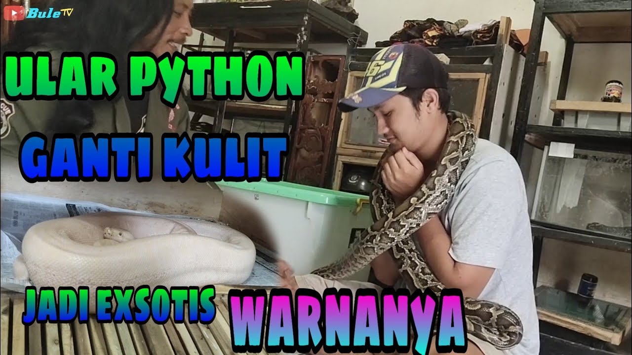 Pertama kali pegang ULAR PYTHON - YouTube