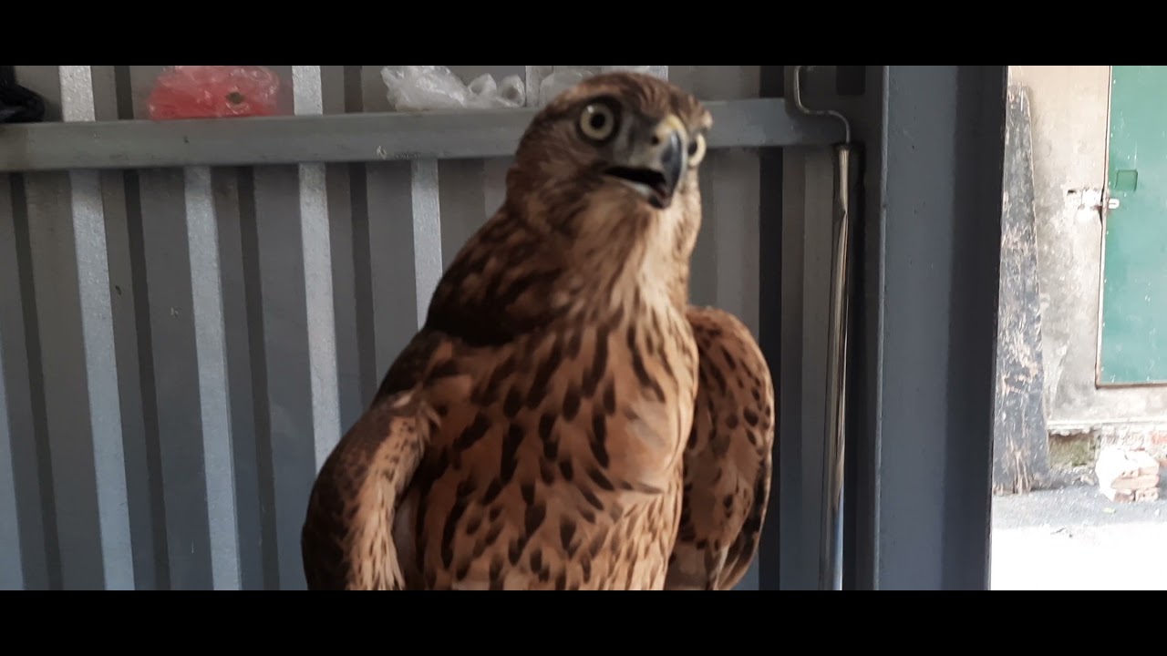 goshawk - YouTube