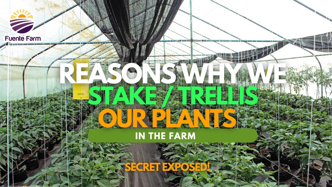 See how Nigerians Trellis and stake their plants in a soilless Farm ...