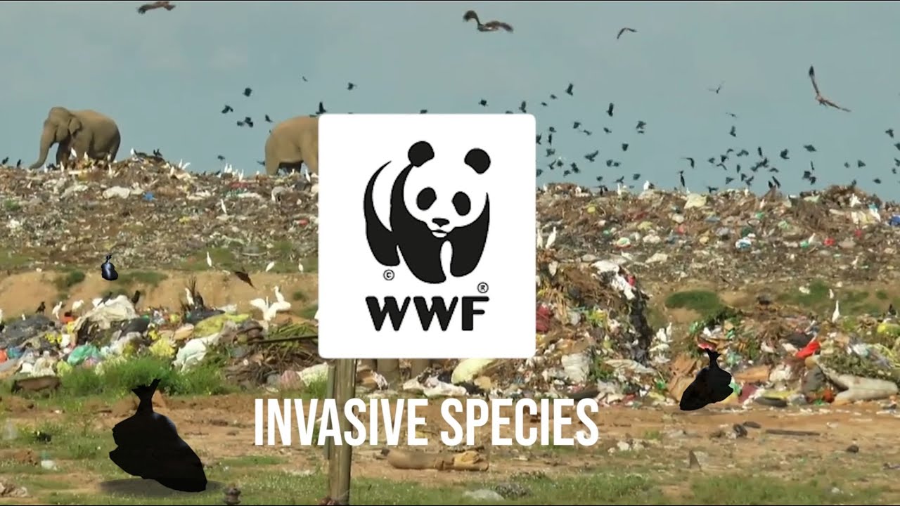 WWF Trash Bag Documentary - YouTube