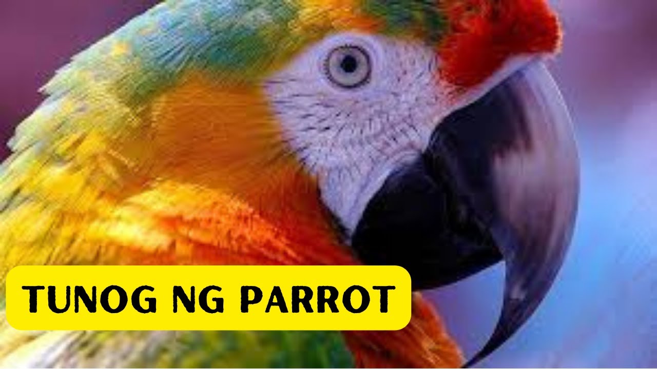 Tunog ng PARROT | Sound of PARROT - YouTube