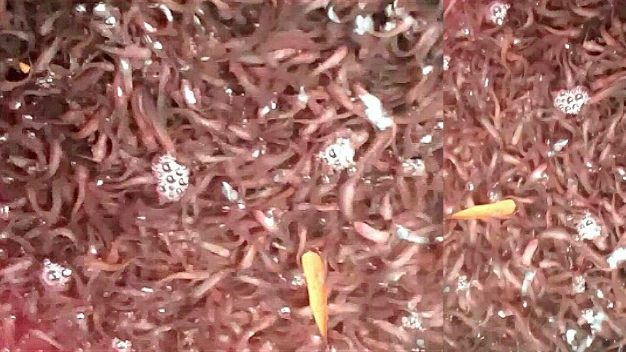 দেশি শিং মাছের পোনা চাষ | deshi shing fish | catfish farming | stinging ...