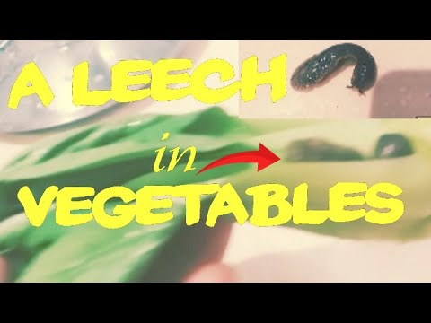 LEECH IN VEGETABLES/#73#CleaningVegetables - YouTube