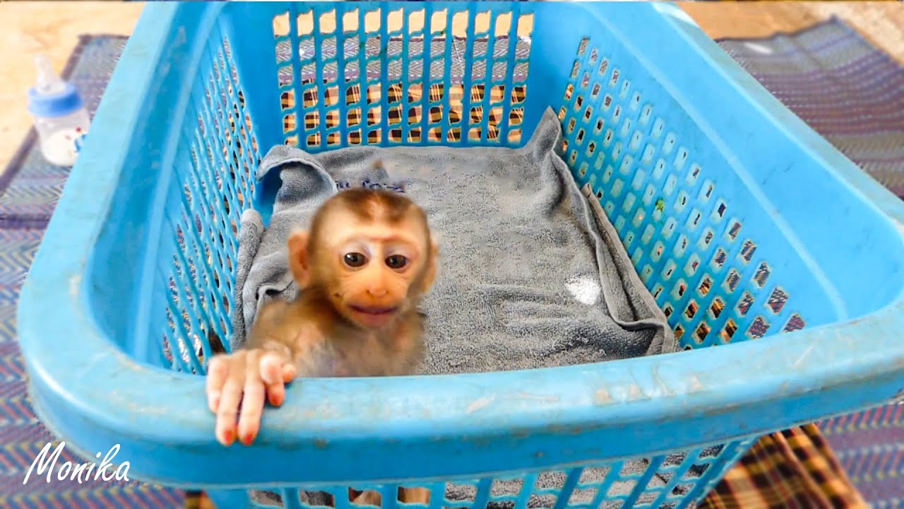 Lovely Monika monkey playing around basket a lone very happy - YouTube