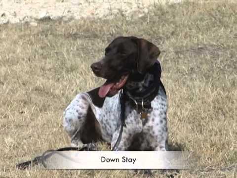 Charlie 1 1/2 year old German Shorthaired Pointer Basic Obedience ...