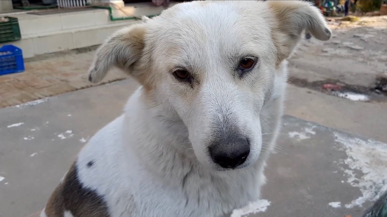 Stray Dog Seeing Dogs Treats For The First Time💦/Look At Their Reaction ...