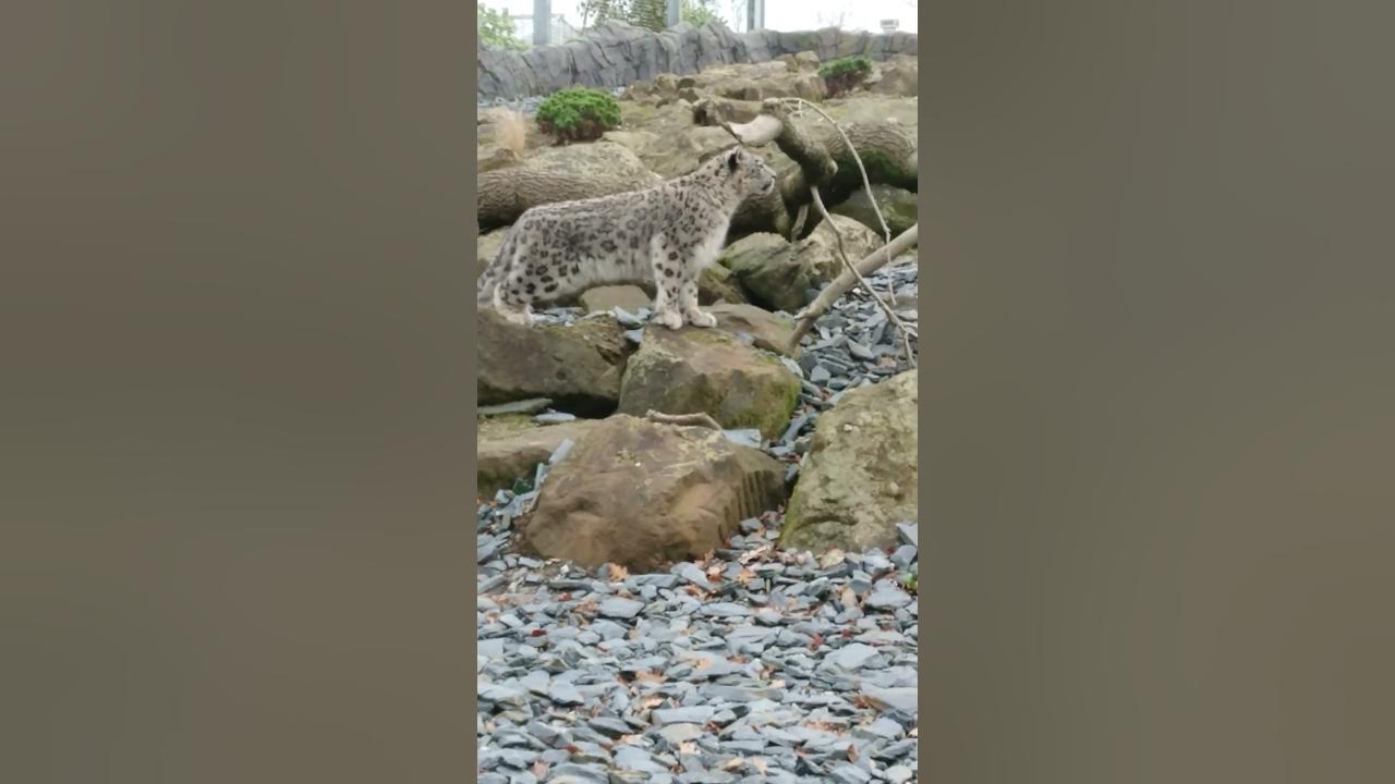 Snow Leopard at Chester Zoo - YouTube