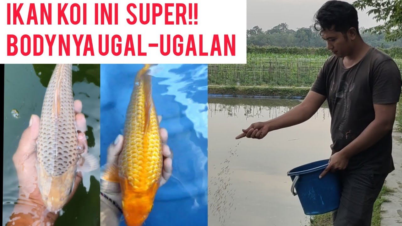 IKAN KOI INI JELAS JADI JUMBO DAN JOSS YUK CARI TAU HARGANYA DARI ...