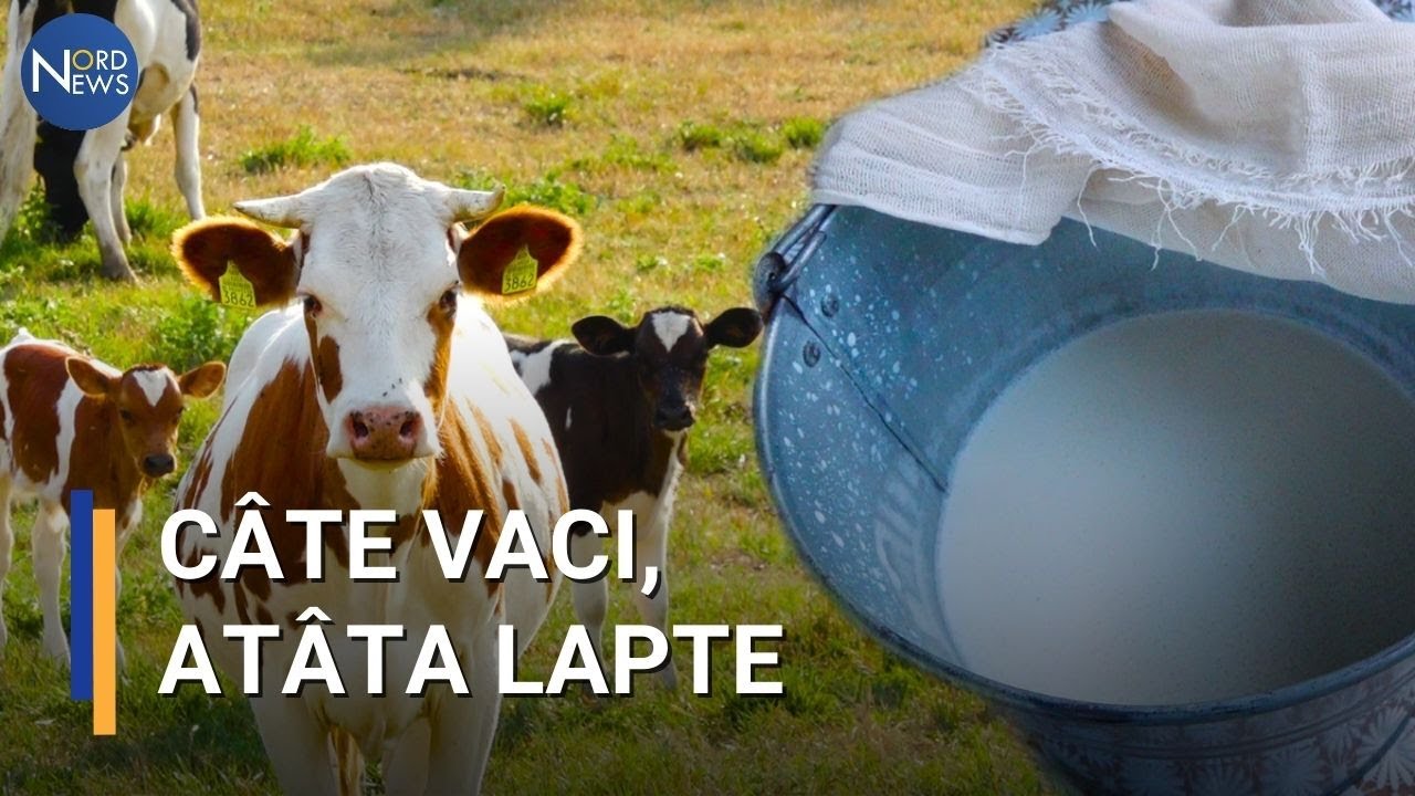 Câte vaci, atâta lapte. R. Moldova importă lapte praf și unt - YouTube