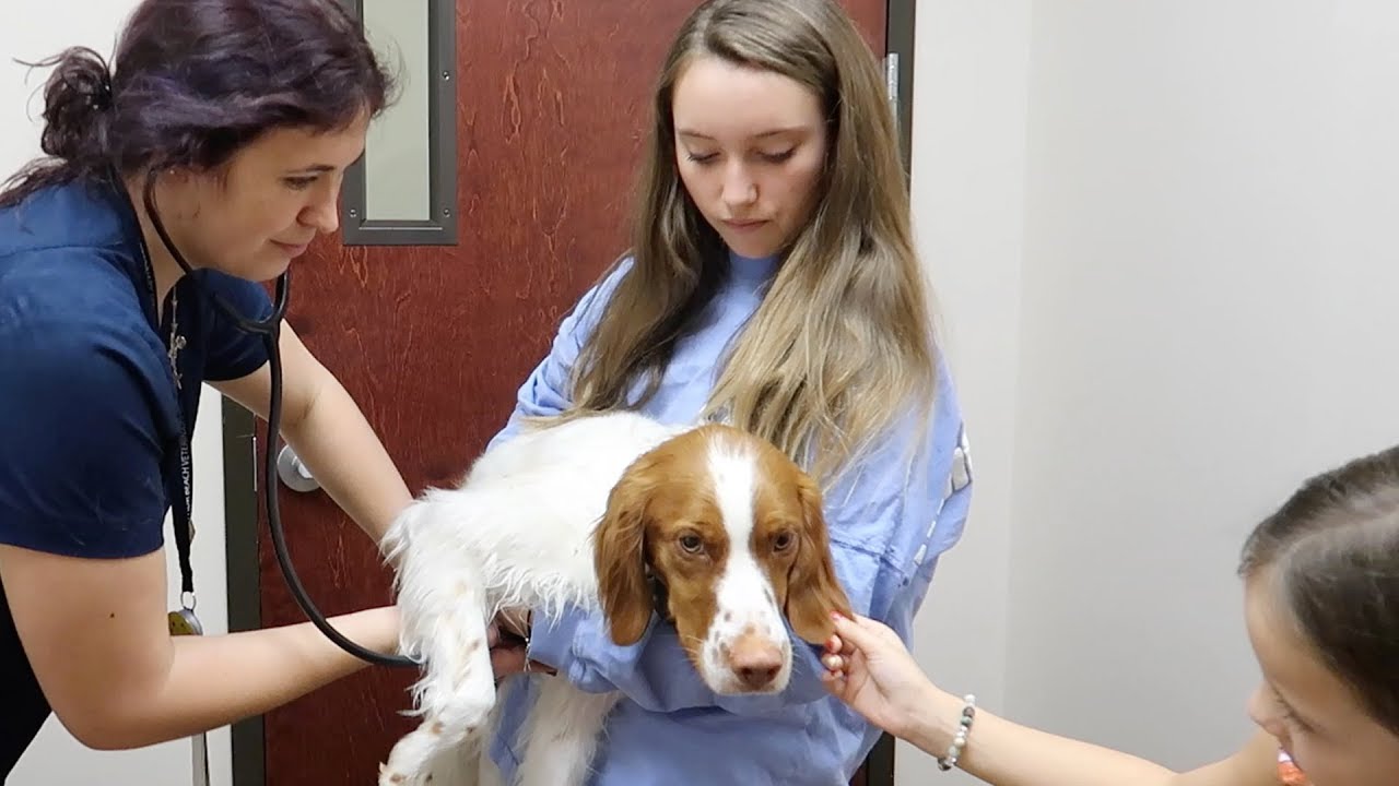 Emergency Room Visit for Our Dog Briggs! - YouTube