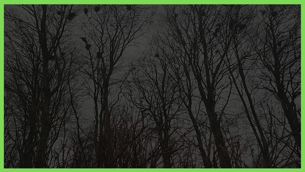 Calm Wind Blowing Through Trees / Gentle Wind And Birds At Night - YouTube