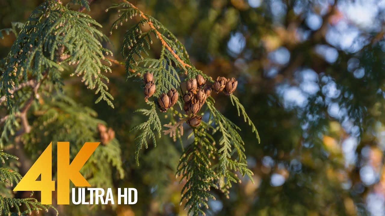 Forest Wonders in 4K - Short Preview of the Nature Relax Video - YouTube