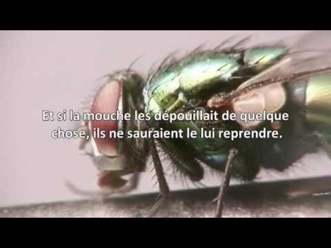 Miracle scientifique Le Coran et la mouche ! l islam la seule religion ...