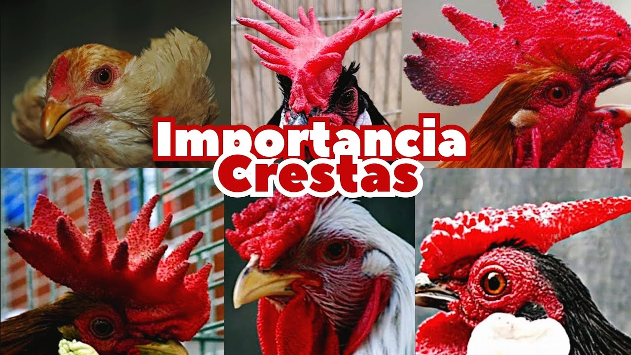 🔴LA IMPORTANCIA de las crestas en las aves🐓🐔⁉️🤔🔴🔆〽️ - YouTube