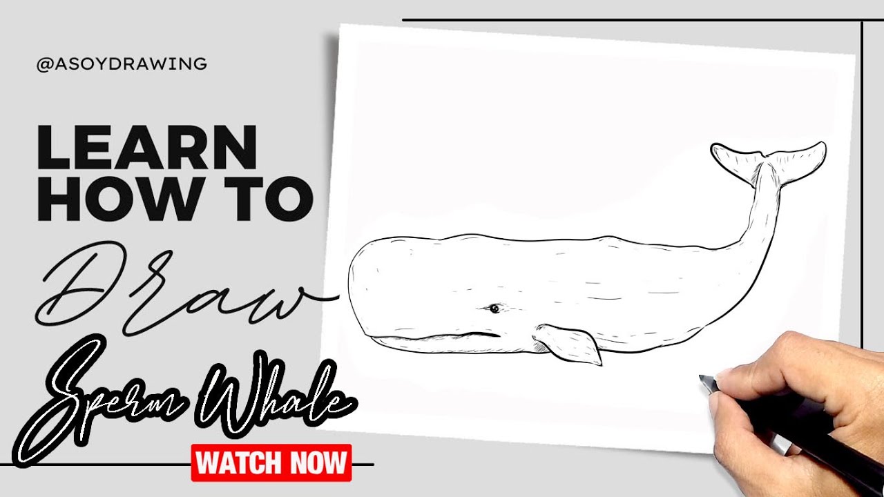 How to Draw Sperm Whale Easy Drawing - YouTube