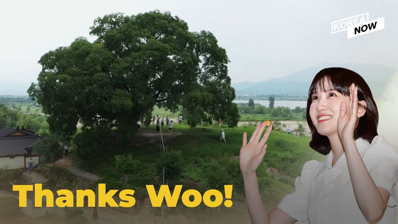 Old hackberry tree becomes natural monument thanks to Woo Young Woo ...