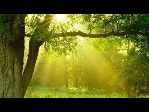 How To Paint Easy Watercolor Forest For Beginners Watercolor Tutorial ...