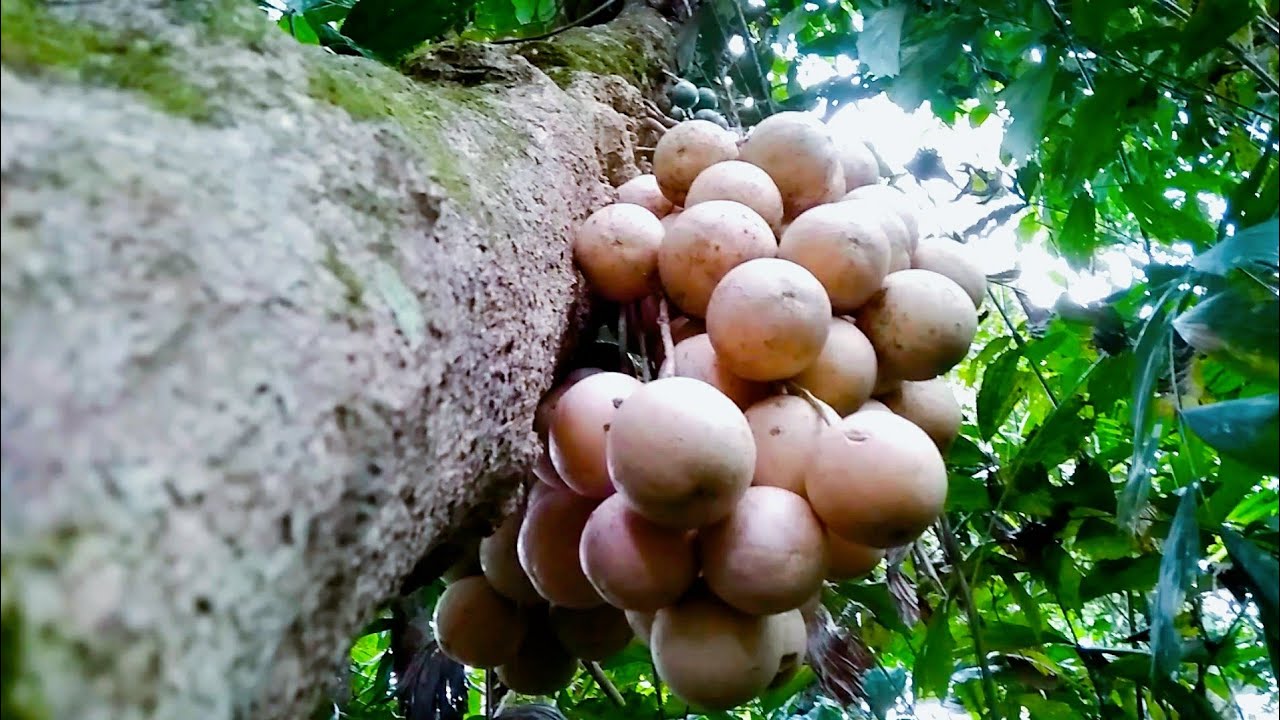 Buah Hutan Lempaung Atau Limposu, Buah Hutan yang Unik - YouTube