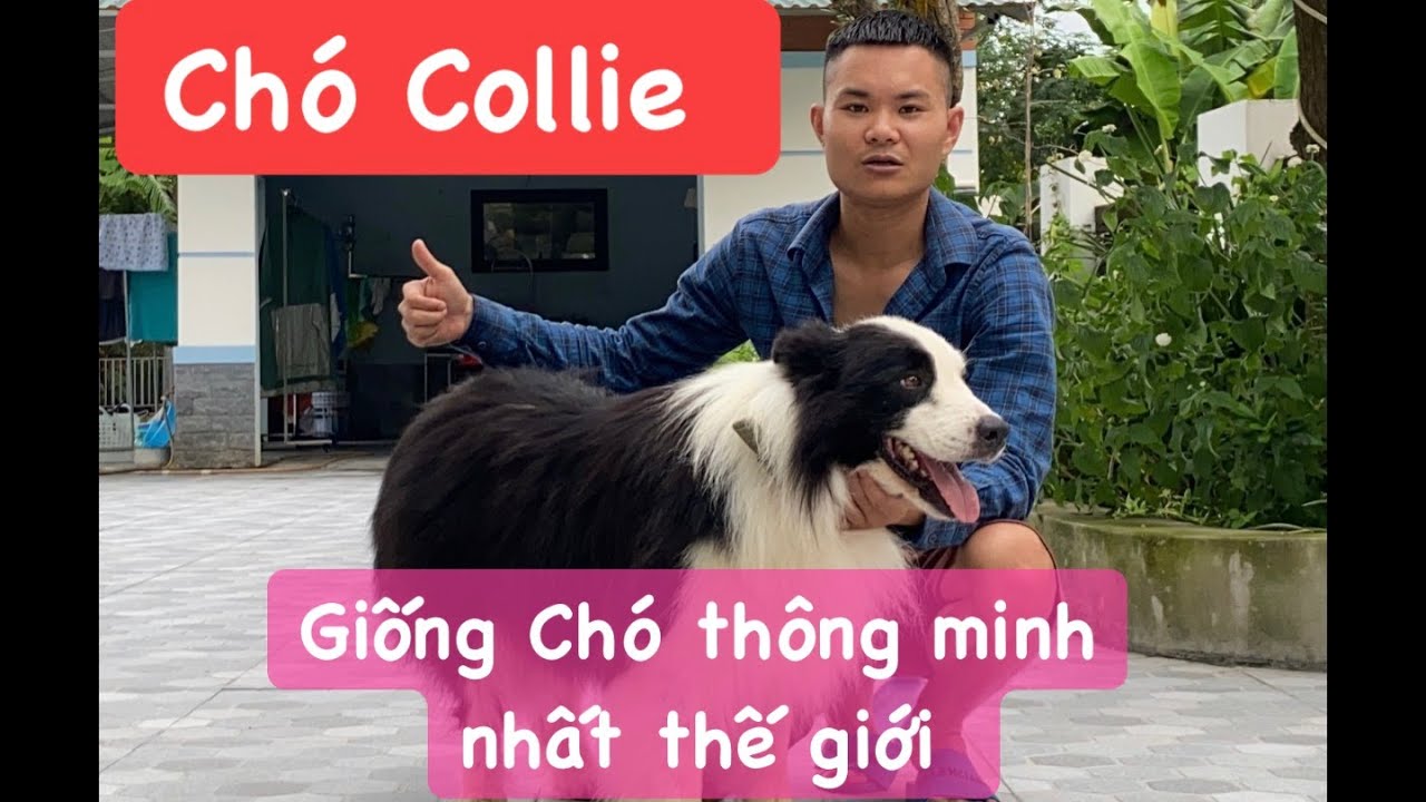 Chó Collie / giống chó thông minh nhất thế giới ! https://www.facebook ...