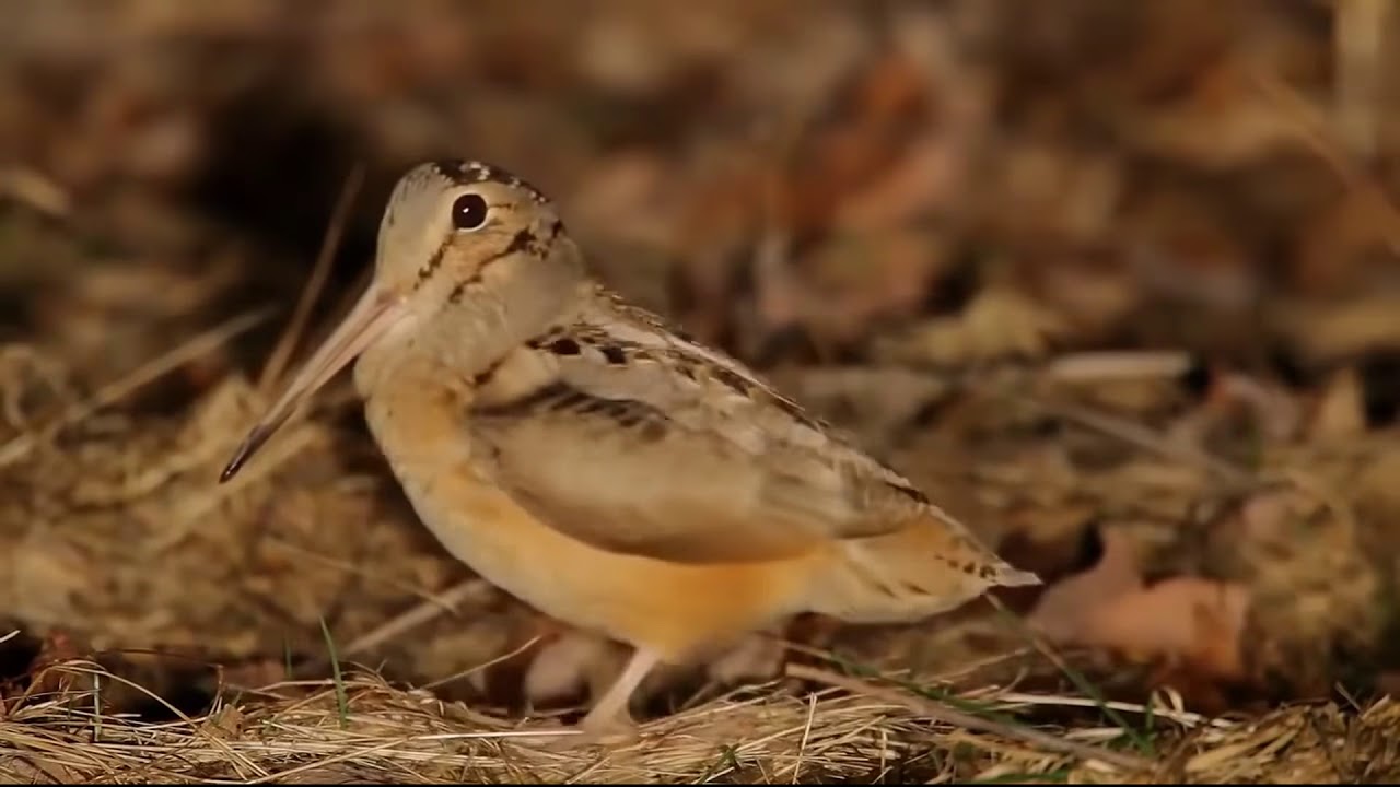 Dank Animal Memes Compilation #4 - YouTube