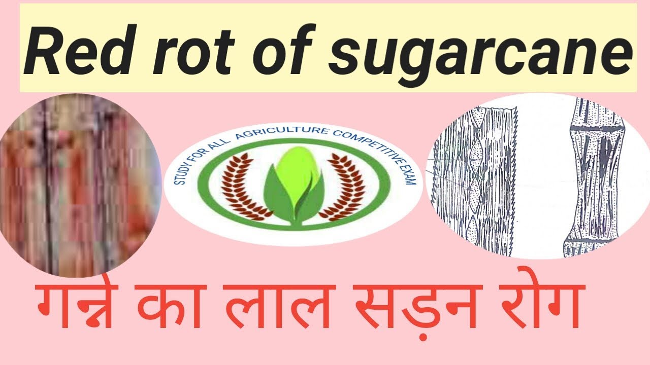 Red rot of sugarcane - YouTube