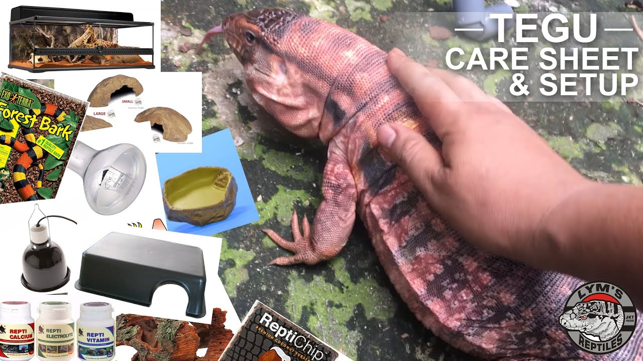 PERAWATAN TEGU / TEGU CARE AND SET UP UNTUK PEMULA - YouTube