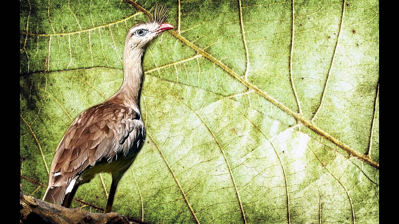 O Canto da Siriema ou Seriema - YouTube