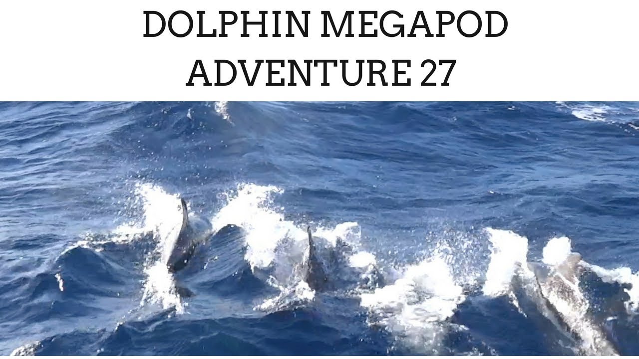 Dolphin MEGAPOD: Adventure 27 - YouTube