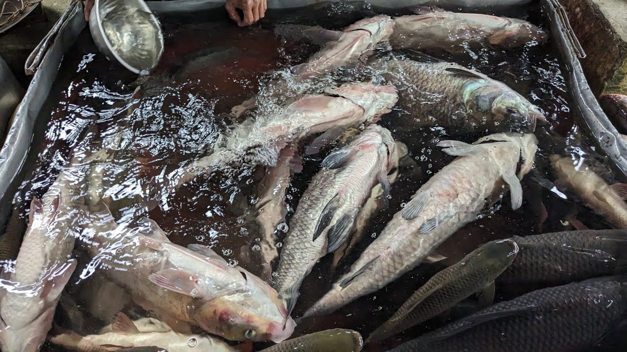 Huge Alive Rui Fish & Catla Fish Selling at Chatmohar Fish Market Pabna ...