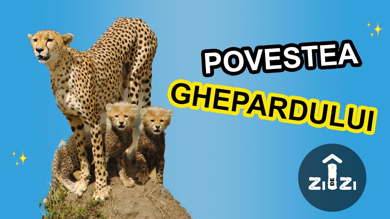 Povestea Ghepardului - Lumea Animalelor - YouTube