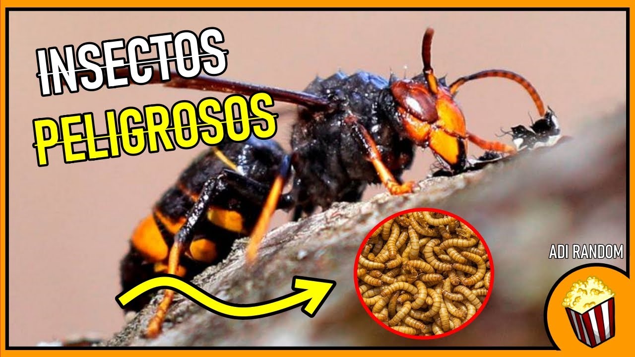 !! 10 INSECTOS más PELIGROSOS del MUNDO ¡¡ - YouTube