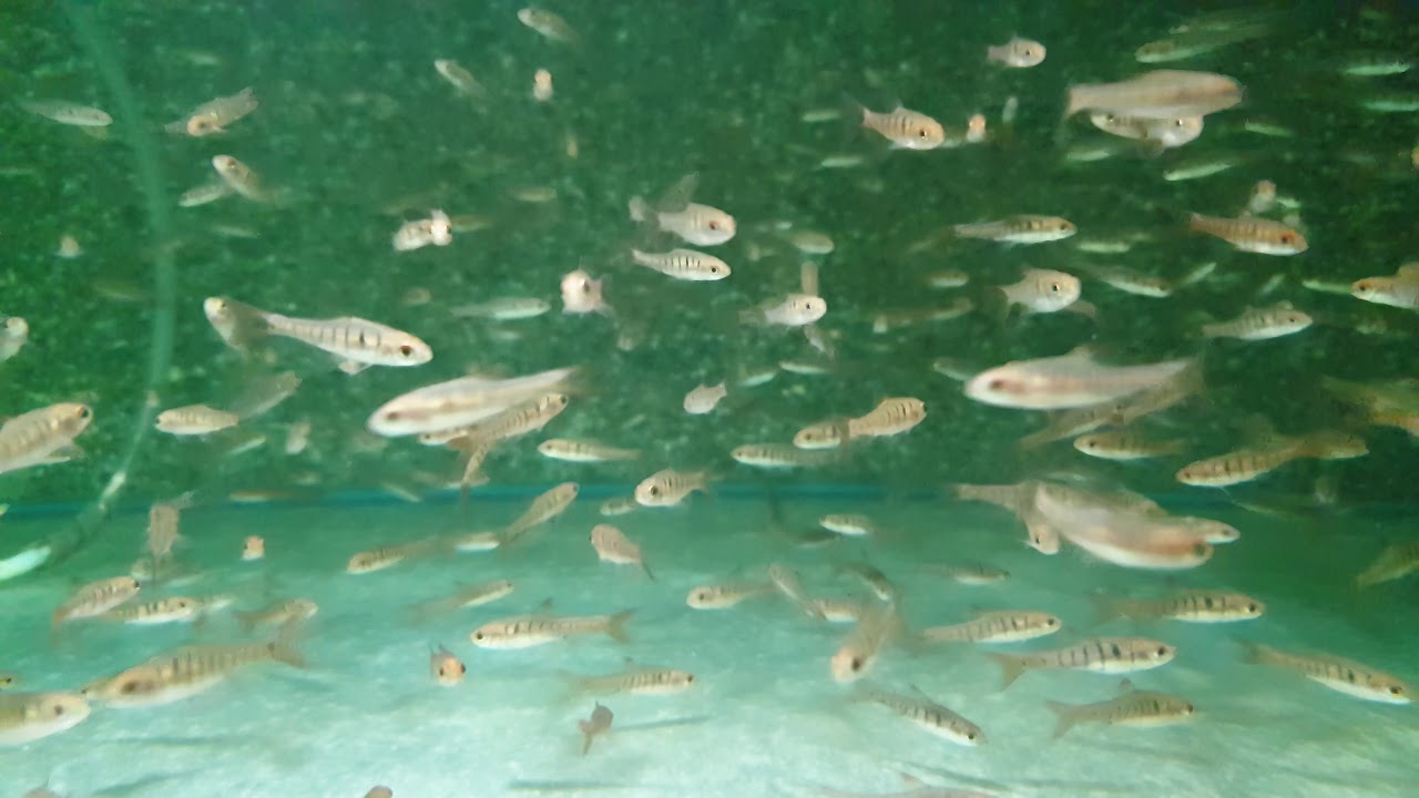 Enteromius Fasciolatus - YouTube