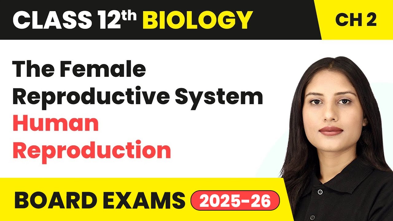 The Female Reproductive System - Human Reproduction | Class 12 Chapter ...