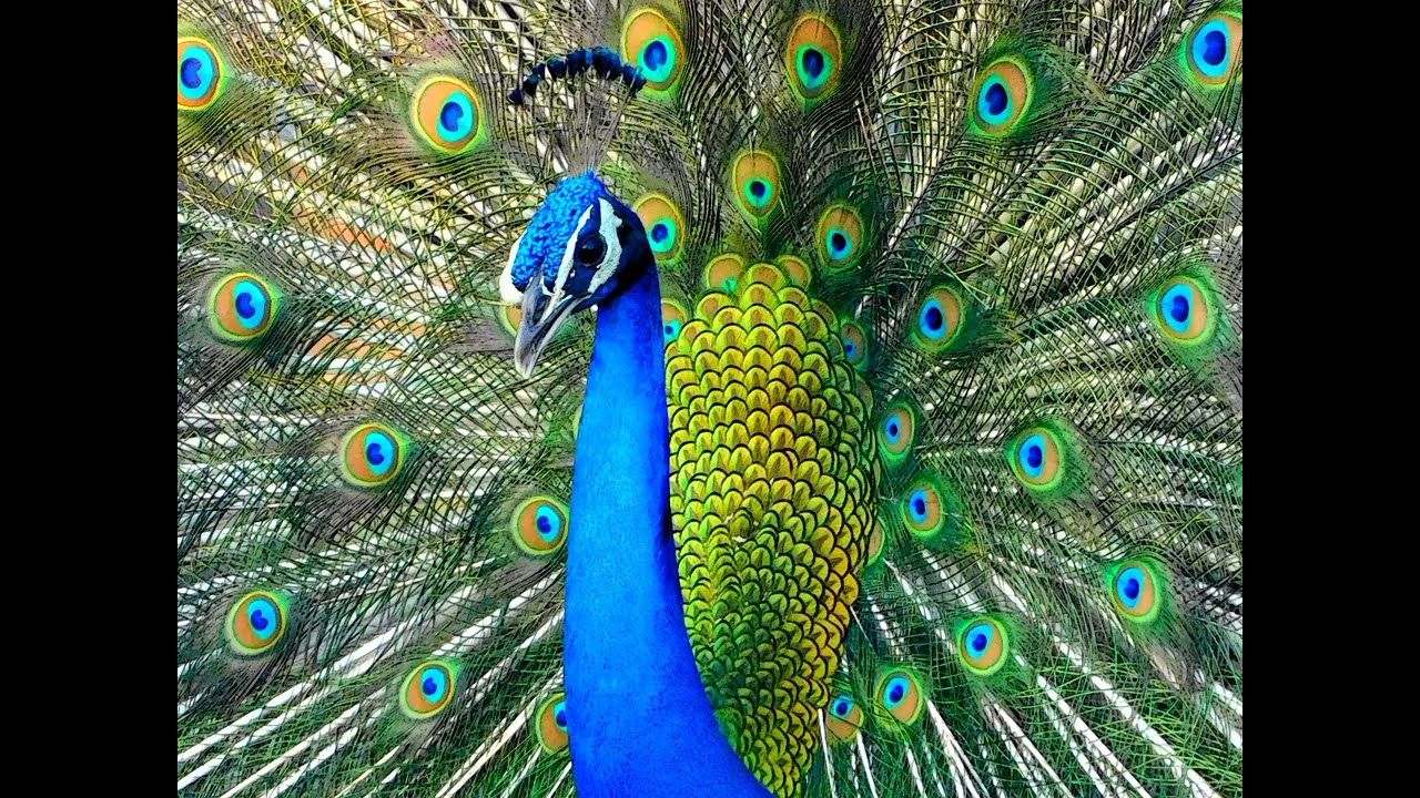 Birds photography| Nature and wildlife - YouTube