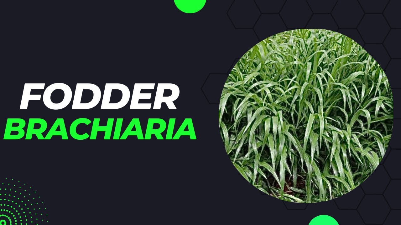 Plantfiles Pictures Brachiaria Species Buffalo Grass