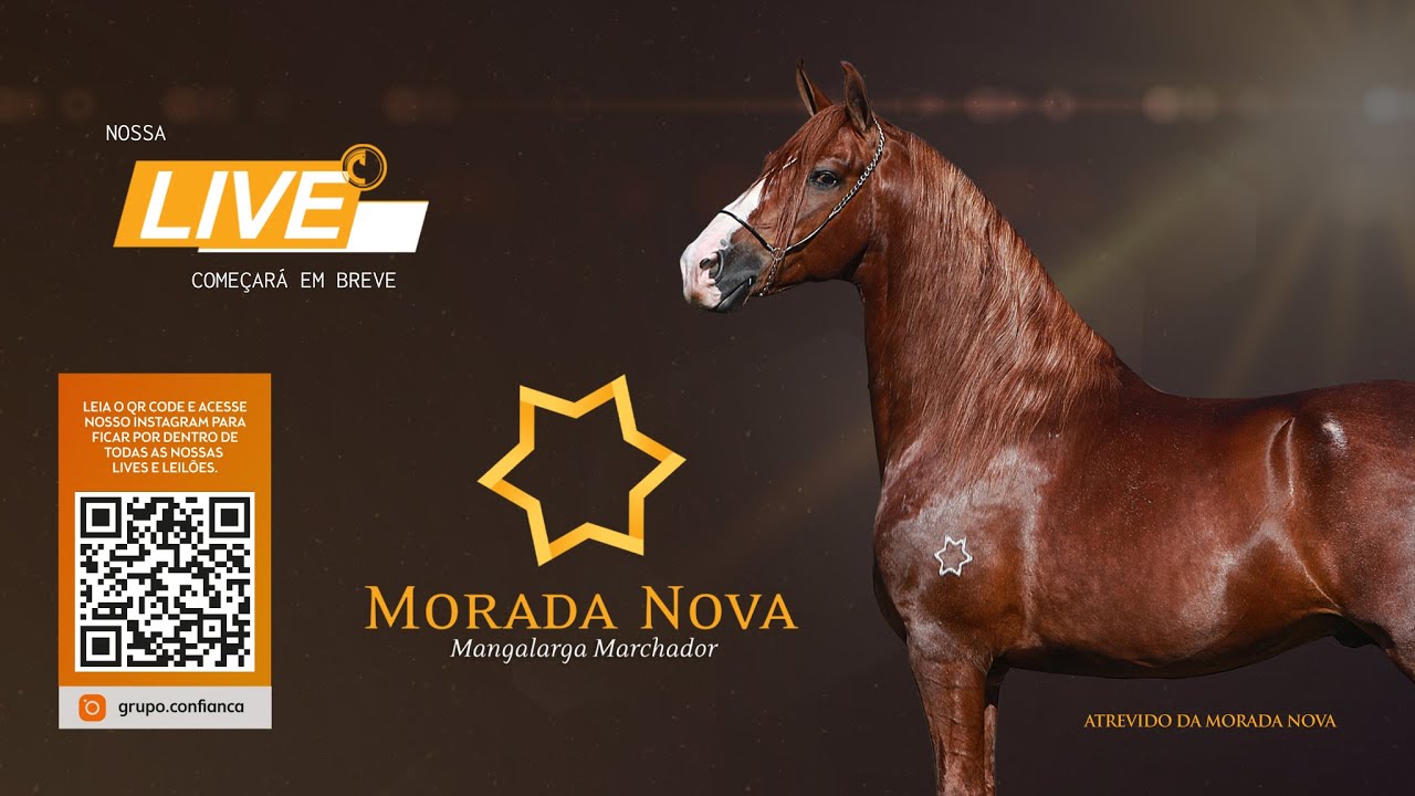 Live de Criação Haras Morada Nova - YouTube