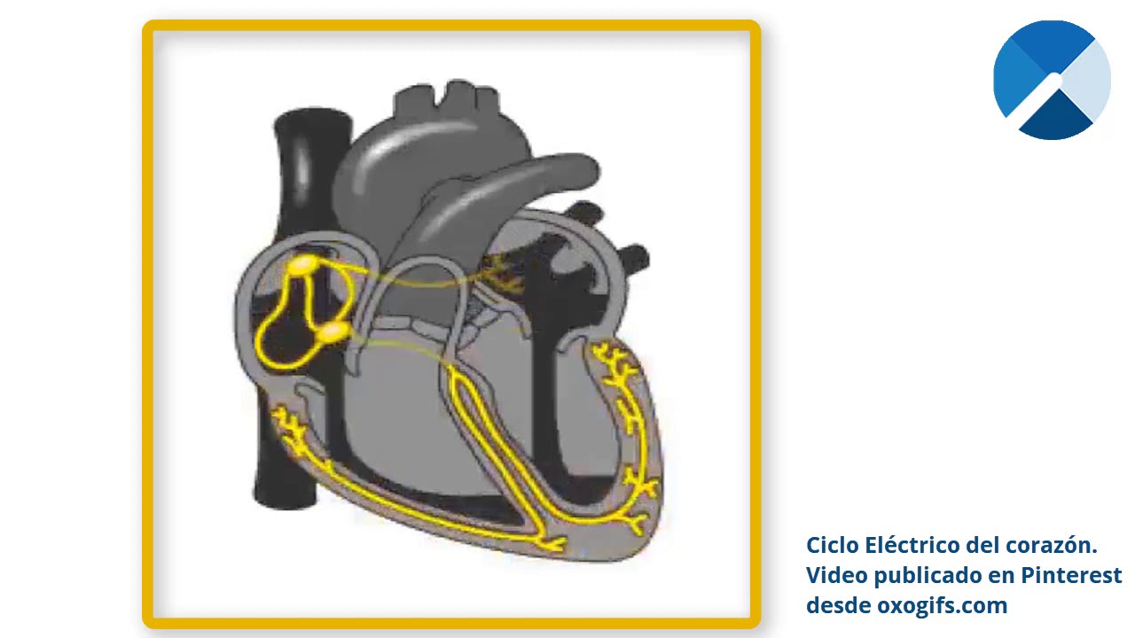 01 Ciclo electrico del corazon - YouTube
