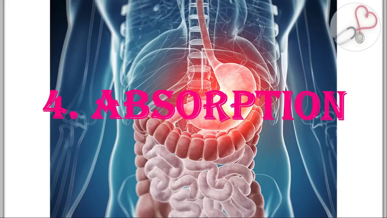 3D Anatomy & Physiology Animations Digestive System 10 - YouTube