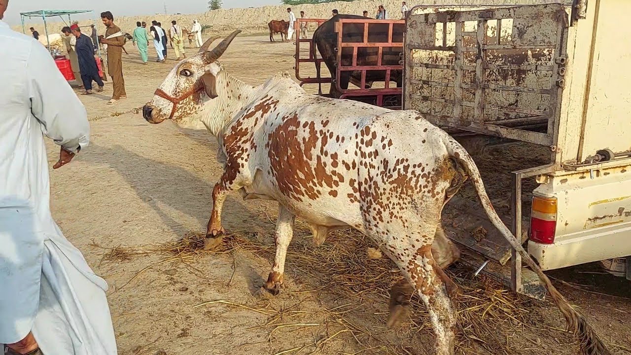 Milked Cow/ بڑے سینگوں والی گائے آپے سے باہر ہو گئی full speed Cow ...