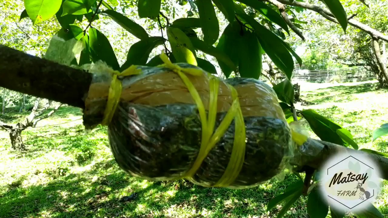 Cara simple cangkok sirsak - YouTube