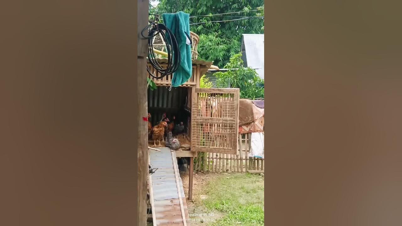 KOILER AHCHA 🐔🐔🐔 - YouTube