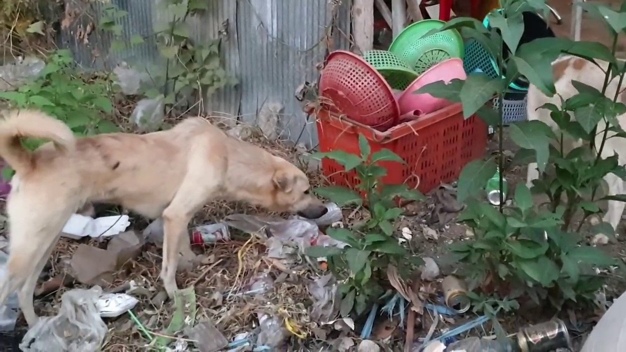 Rural dogs, Real Life Dogs, Life Of Dog At Village And Street Dog - YouTube