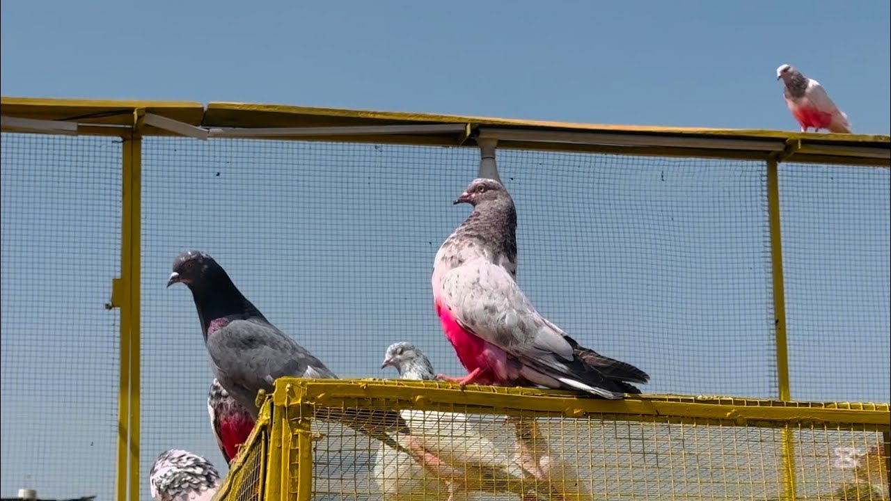 Kabootar ka pota band ka ilaj 100% results 😱 | Dar pigeons club | - YouTube