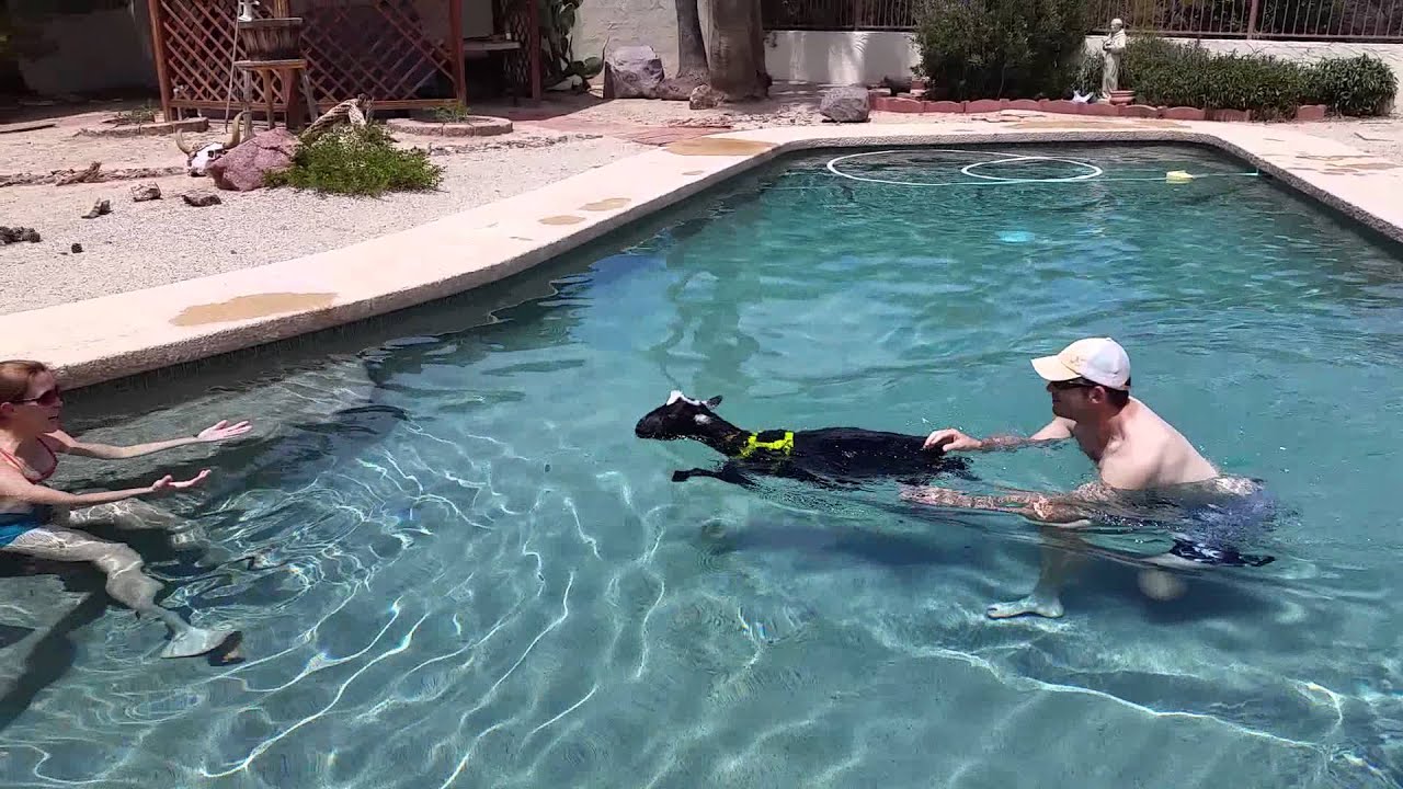 Swimming Goat @PhilTheGoatAZ - YouTube