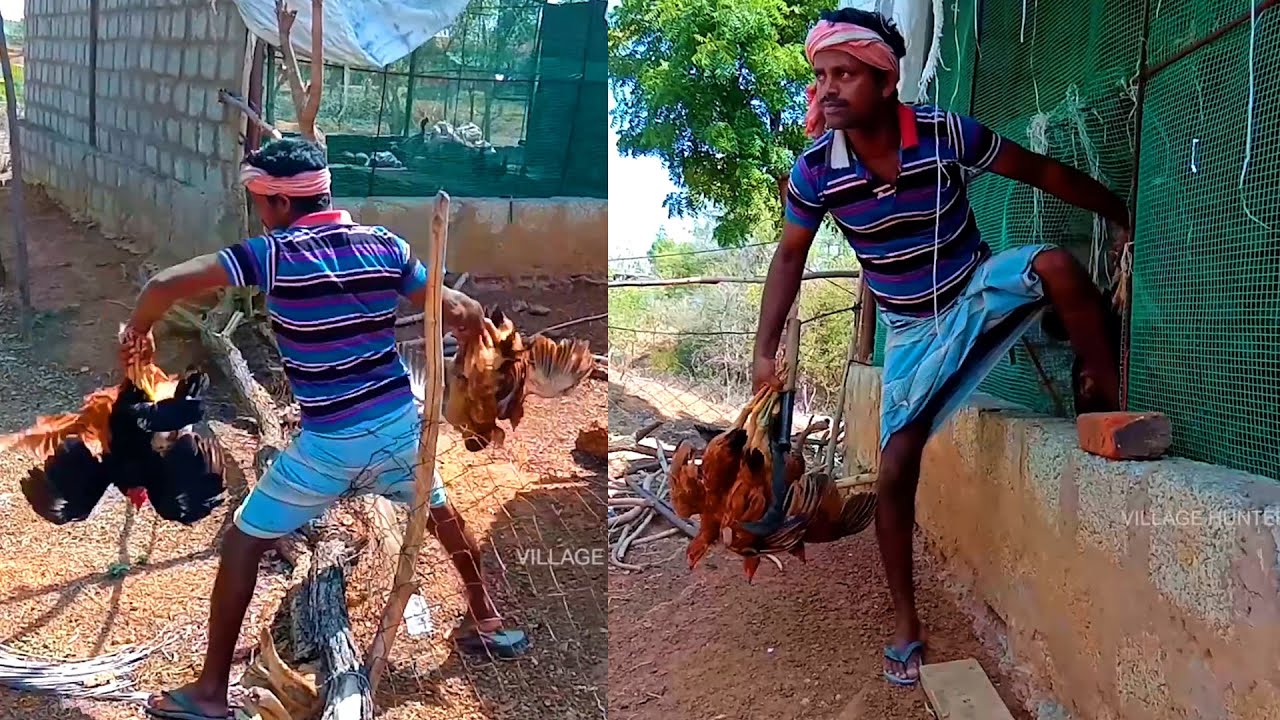 Villageman Find Country Chicken With Liver and Parts Cooking Eating ...