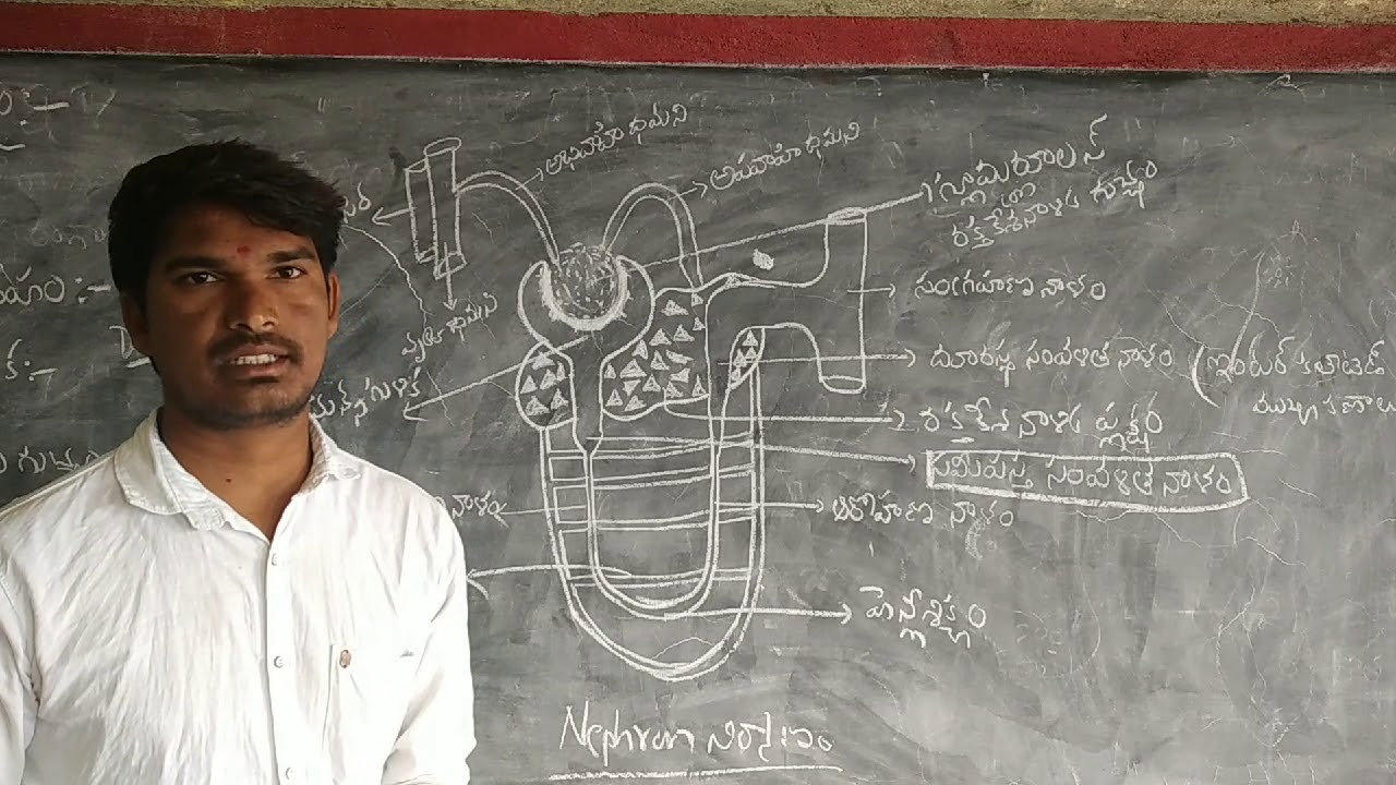 STRUCTURE OF NEPHRON 3 AND 5 SEM - YouTube