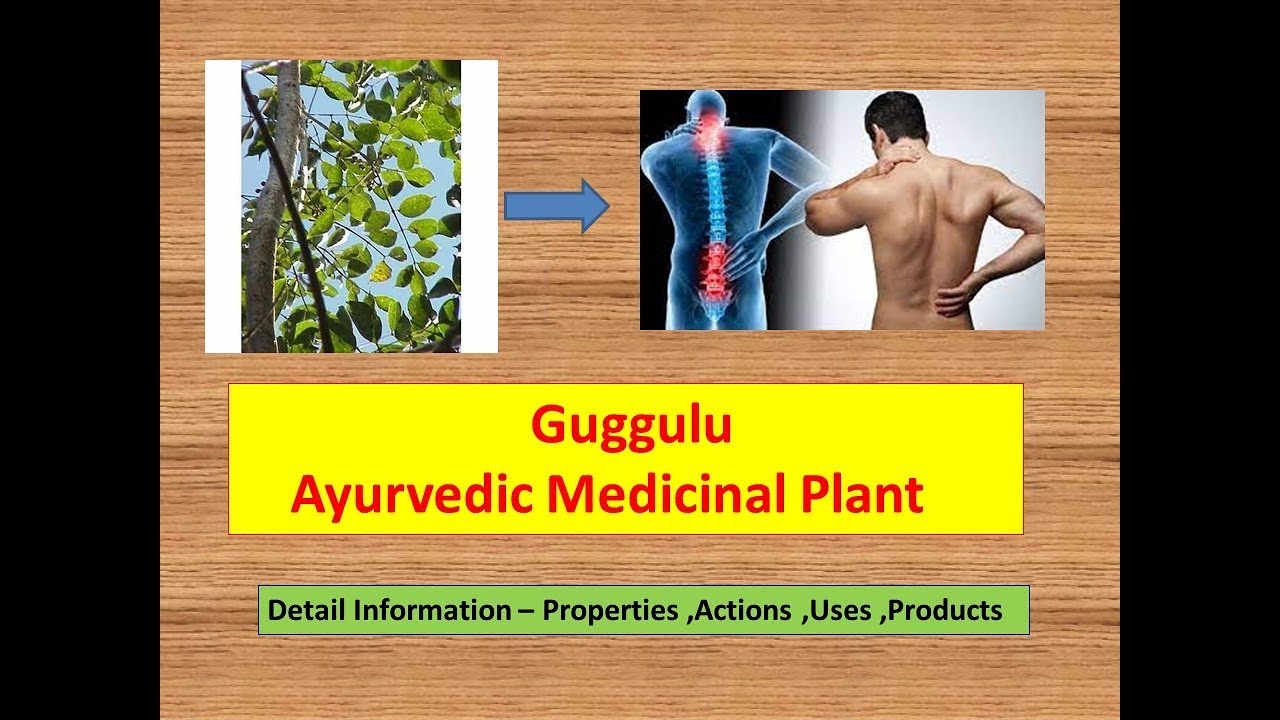 Guggulu l Commiphora Mukul l Health Benefits of Guggulu l Cure for ...