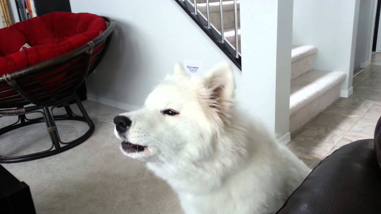 Samoyed puppy learns to howl - YouTube