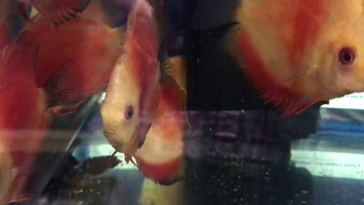Sunset Discus . £25 each , @ Cheshire Oaks Discus - YouTube