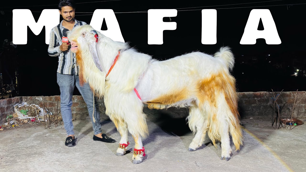 MAFIA - Big & Beautiful Hansa Goat Prepared at Rahil Goat Farm Bhopal ...
